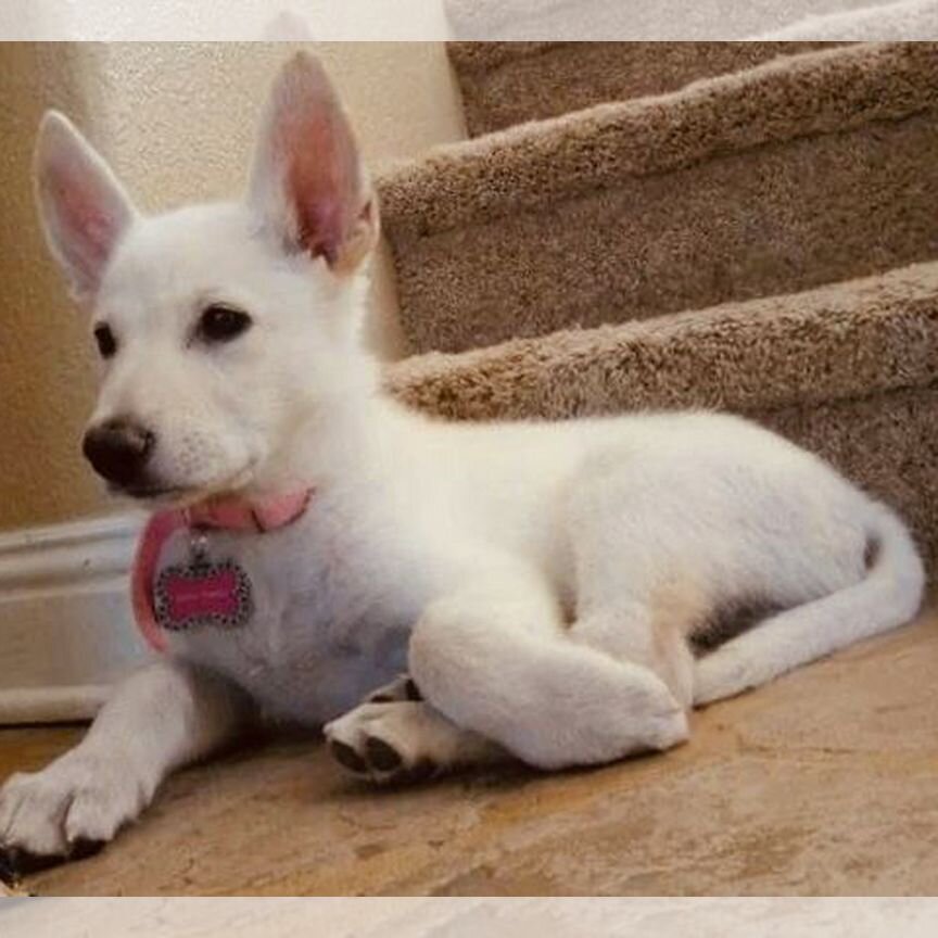 Белая швейцарская овчарка, щенок