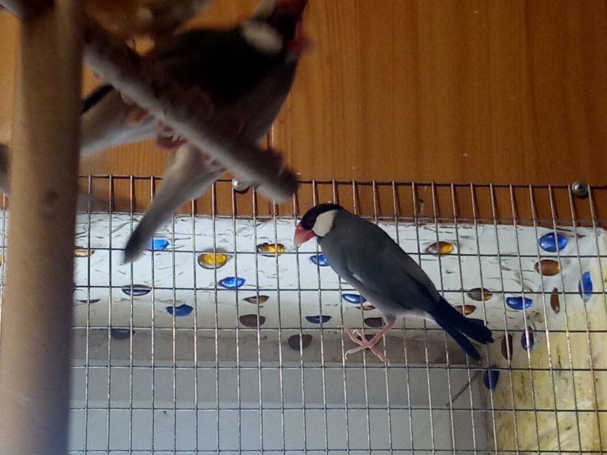 Рисовая амадина