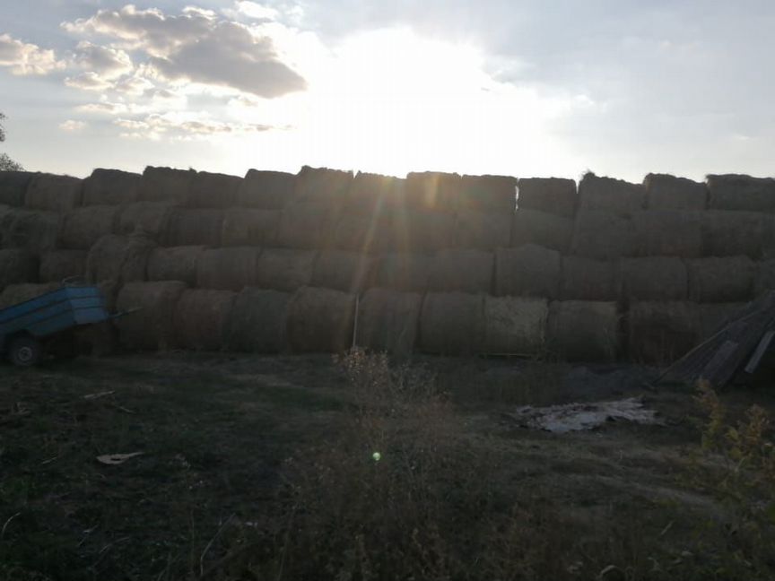 Сено луговое и степное