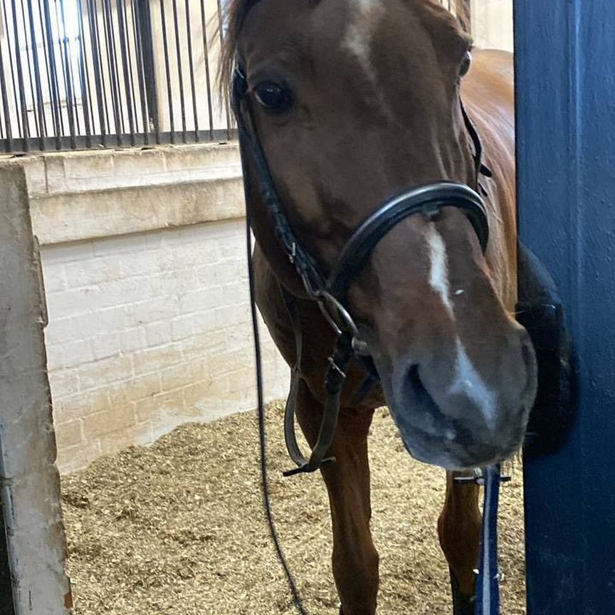 Уздечка для лошади full