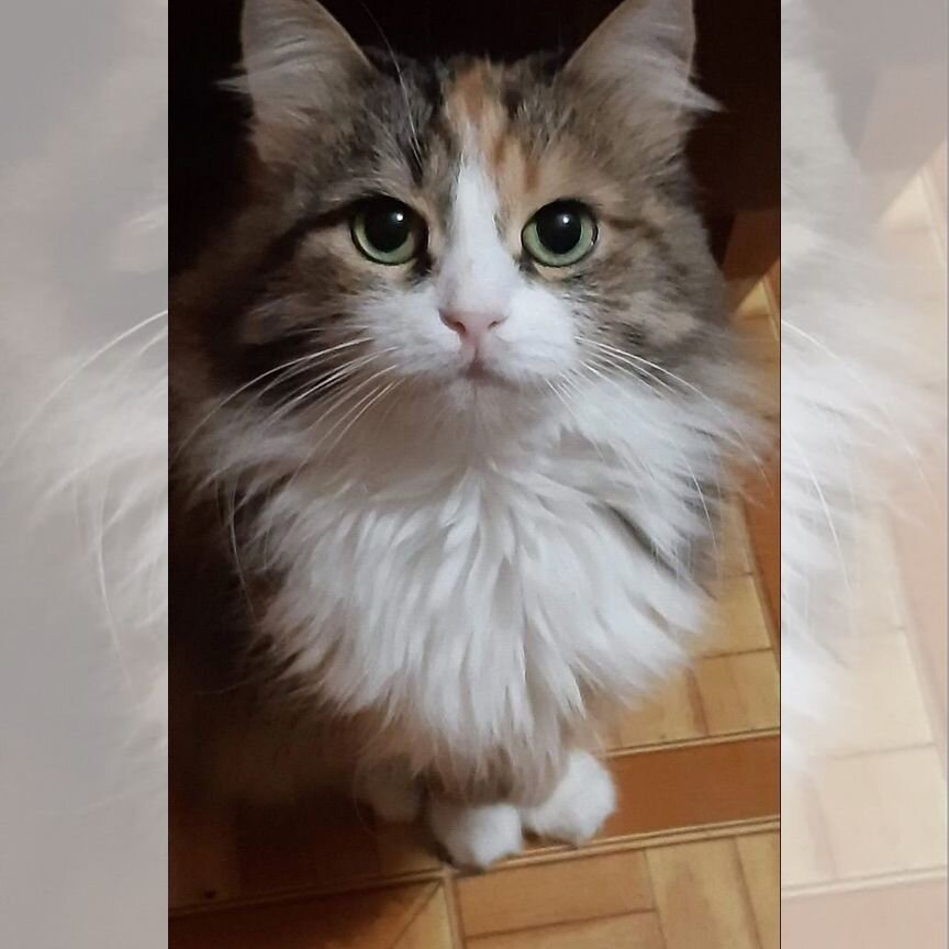 Отдам кошечку в добрые руки