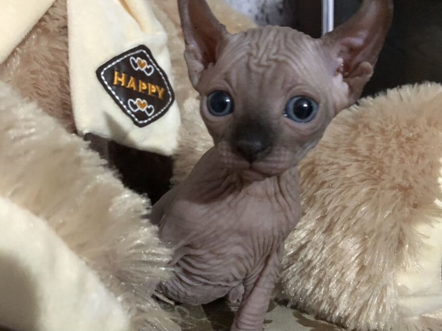 Канадский сфинкс эльф котенок