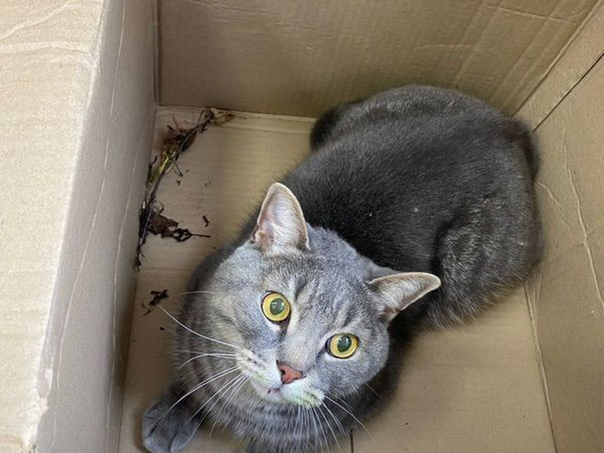 Котейка в подъезде сломана лапка