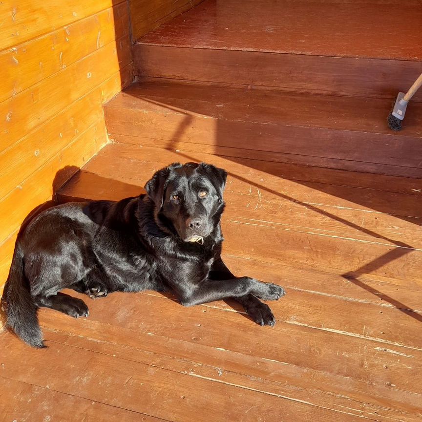 Отдам в добрые руки лабрадора