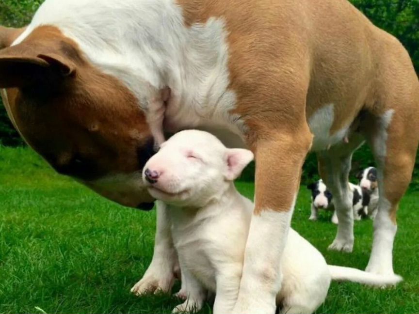 Щенки бультерьера