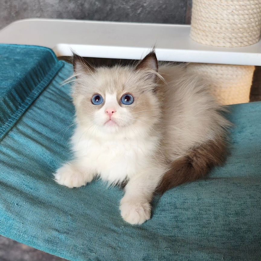 Ollli, Ласкуша рэгдолл с родословной