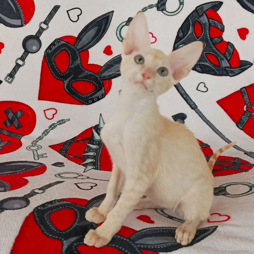 Серенгети F2 /ориентальная