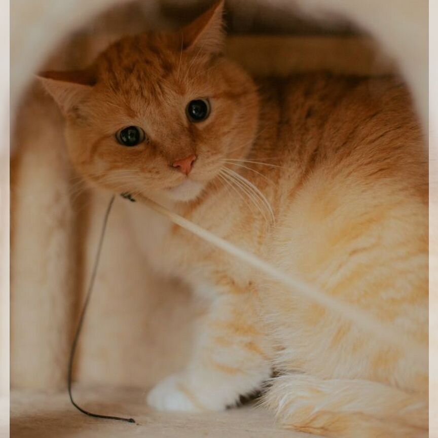 Взрослая кошка в добрые руки