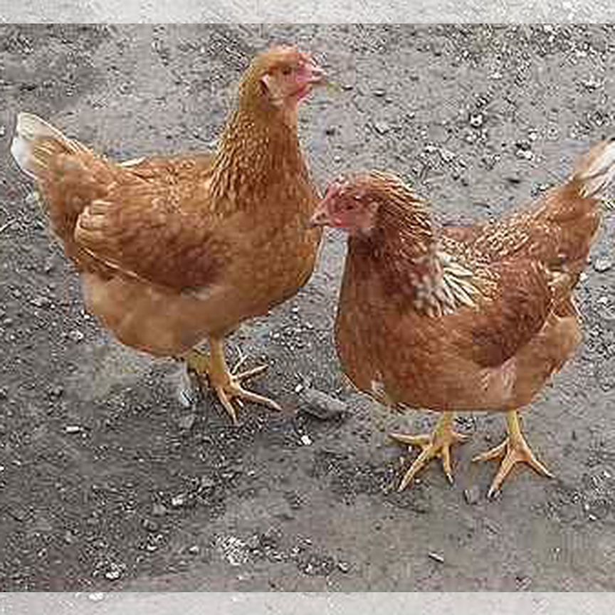 Куры молодки несушки