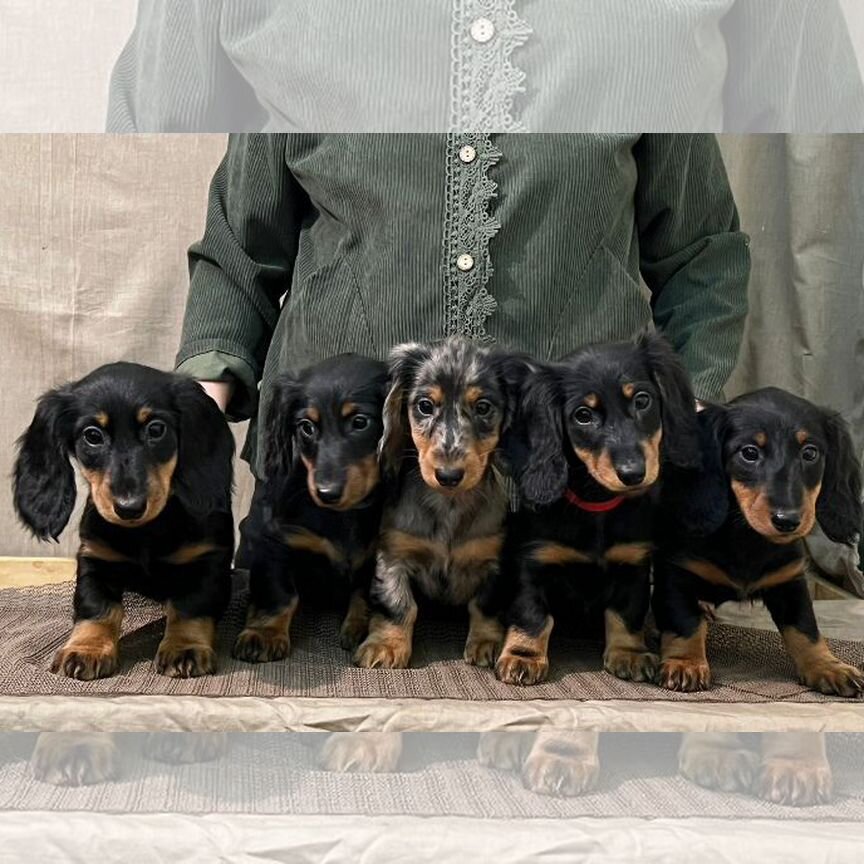 Такса стандартная длинношерстная