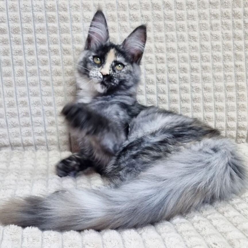 Девочка мейн-кун Rebeka Magic Indigo