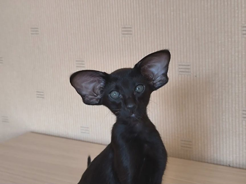 Ориентальные котята