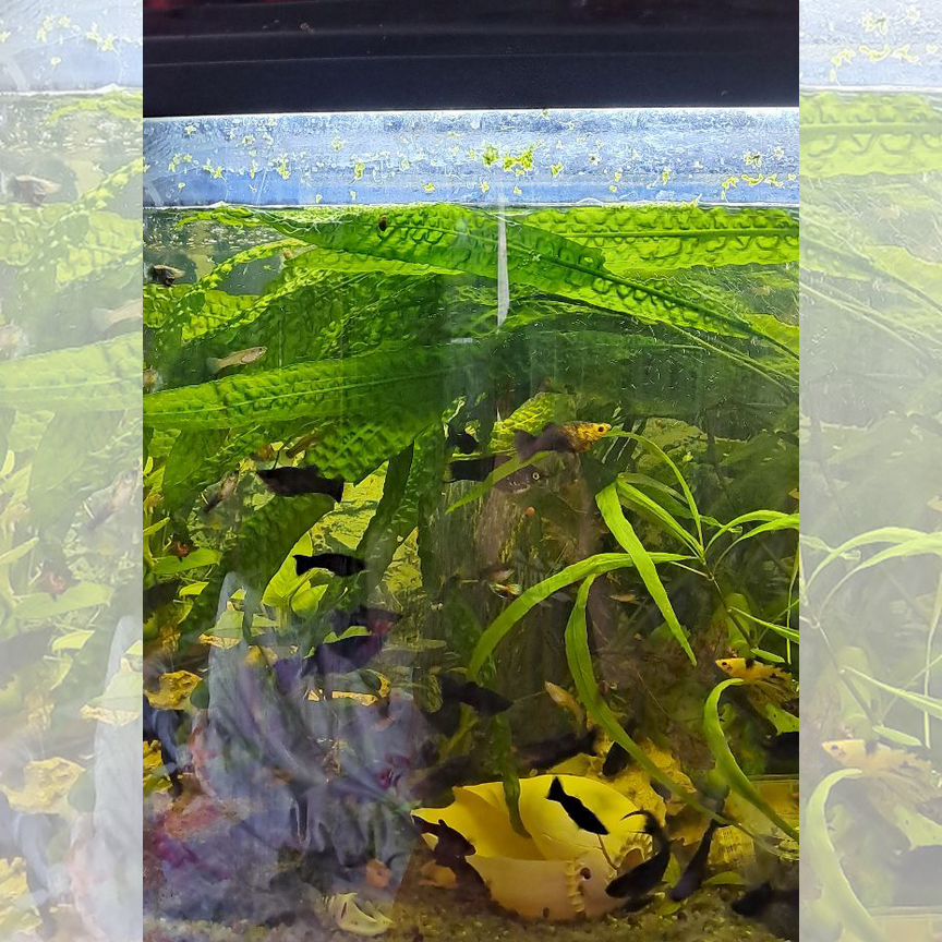 Аквариумные растения