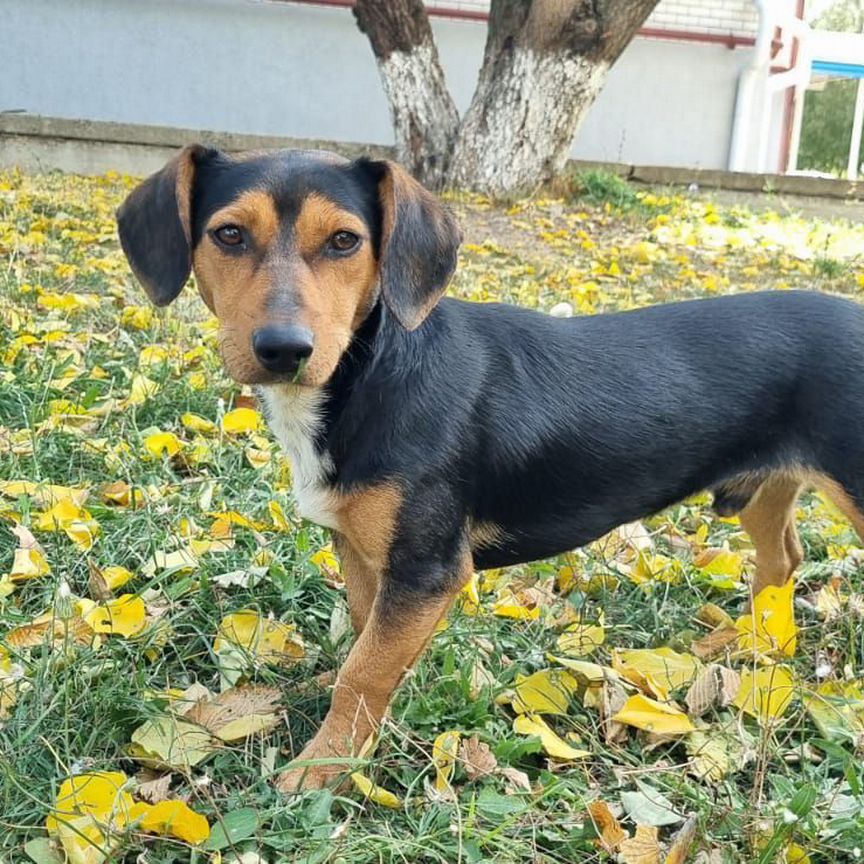 Гарик в добрые руки