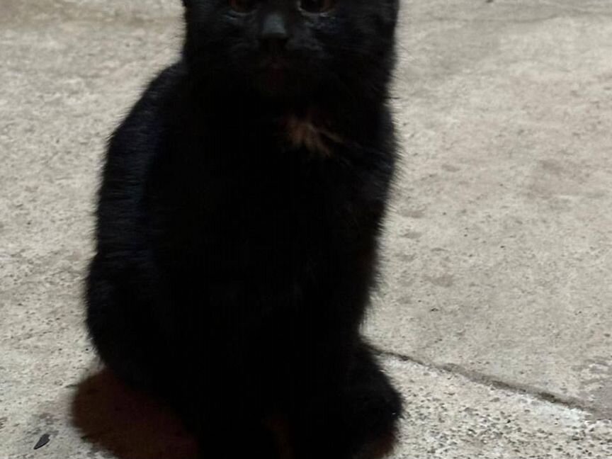 Малыш ищет дом