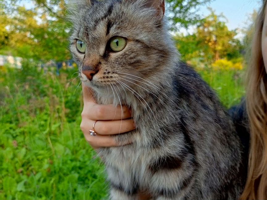 Сибирская кошка