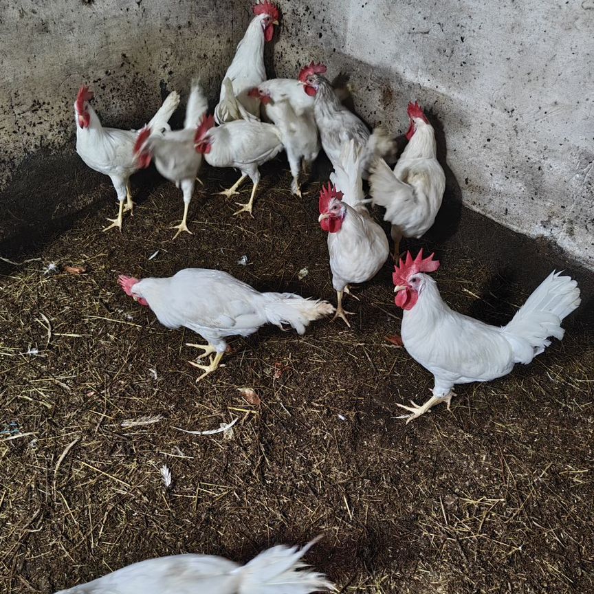 Молодые петухи