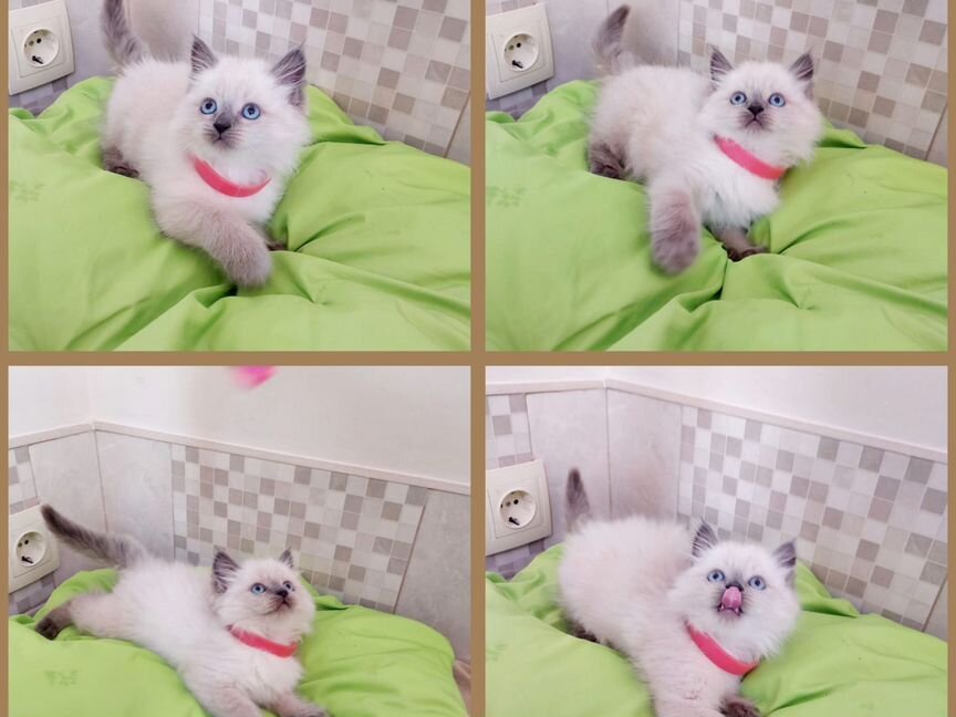 Девочка Ragdoll