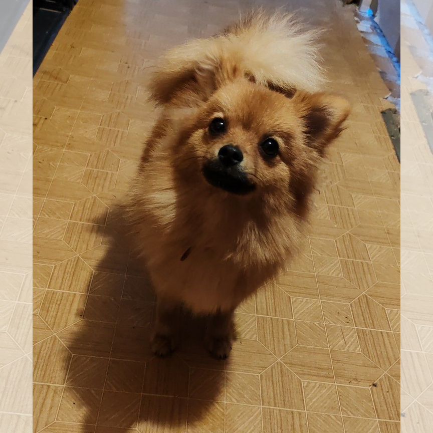 Померанский шпиц, взрослая собака