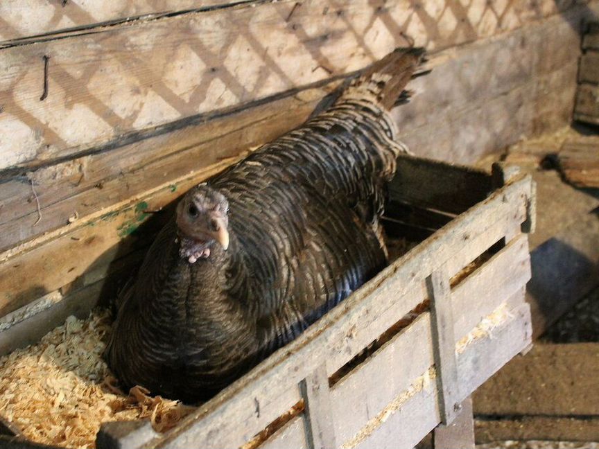 Индюшки несушки