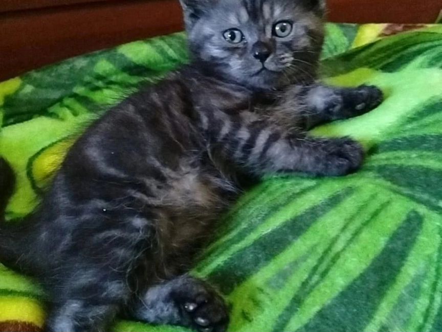 Ласковый котенок девочка красивый окрас