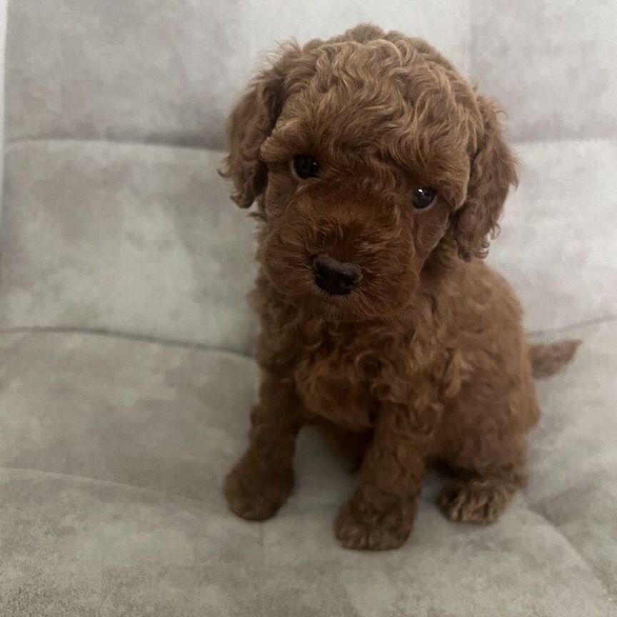 Той-пудель Red Brown