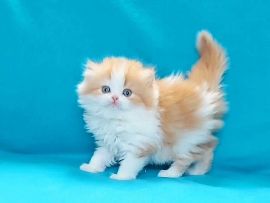 Шотладские братишки