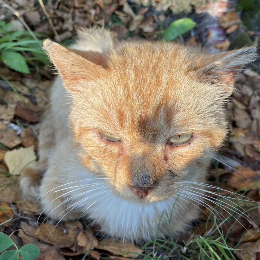 Кот рыжий ласковый потеряшка