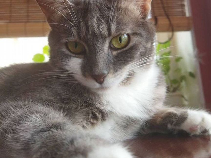 Умная и очень интересная кошка компаньон