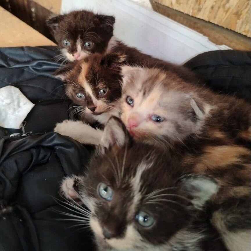 Котята в добрые руки