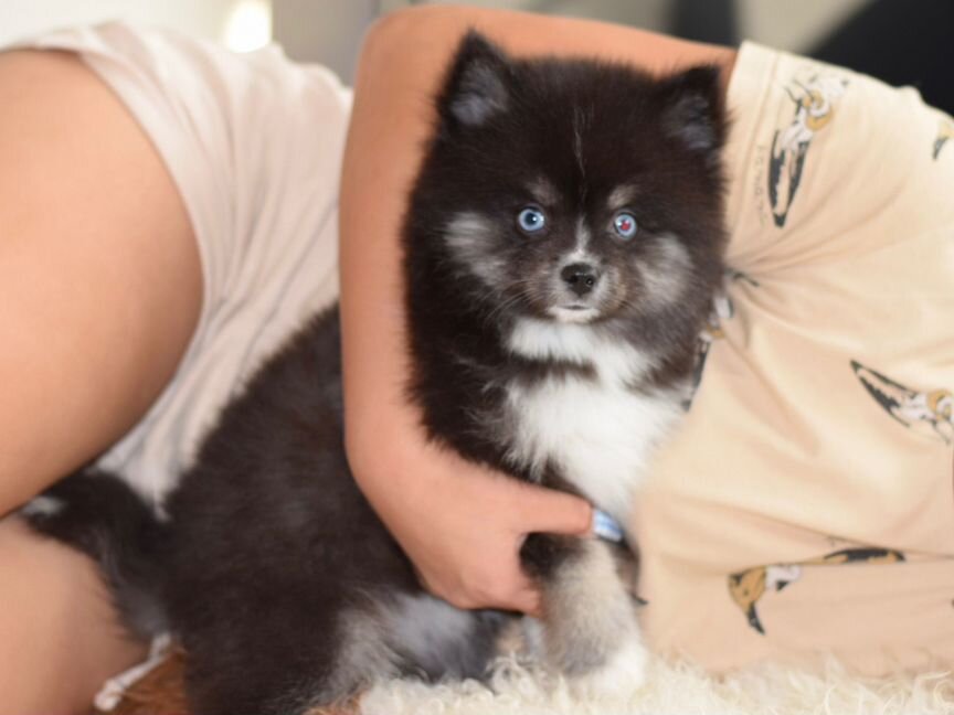 Хаски размером как шпиц (Помски )