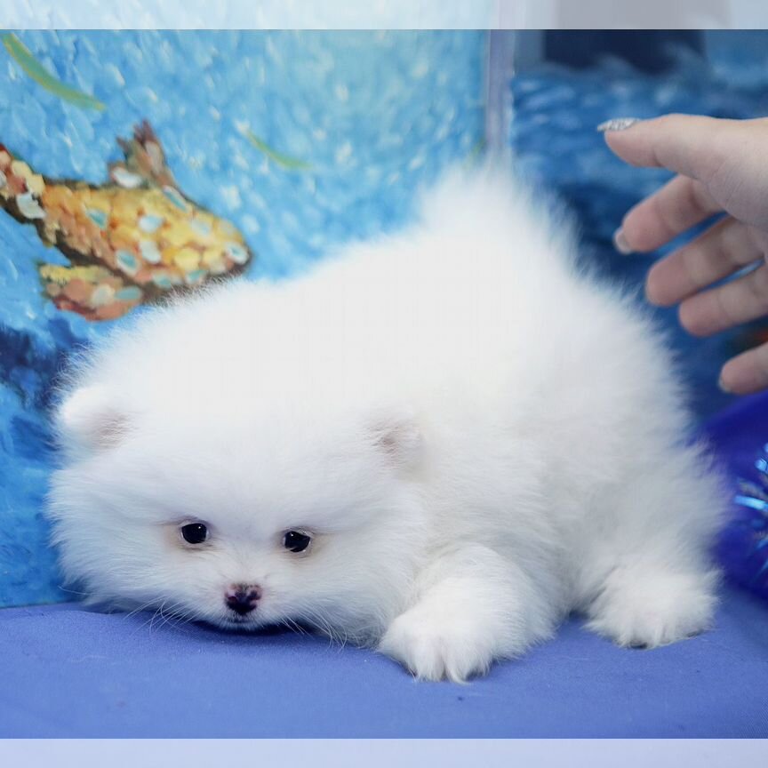 Померанский шпиц, щенок