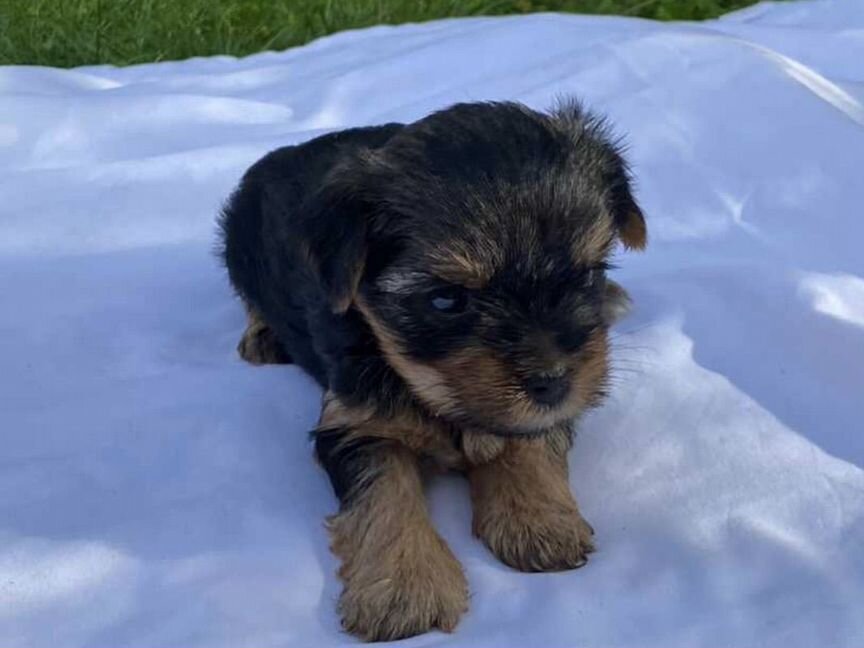 Йоркширский терьер