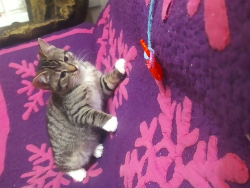 Котенок Варя 3.5 мес