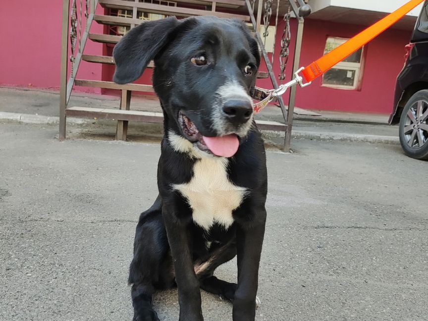 Собака в добрые руки