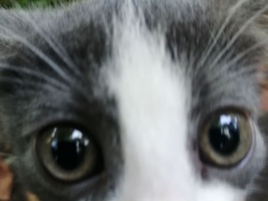 Котенок