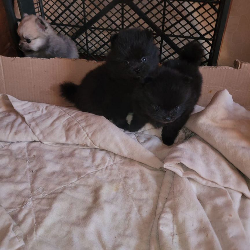 Девченки померашки