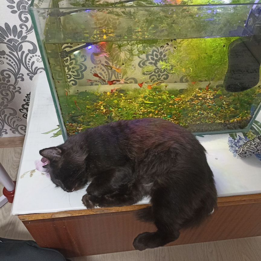 Кот