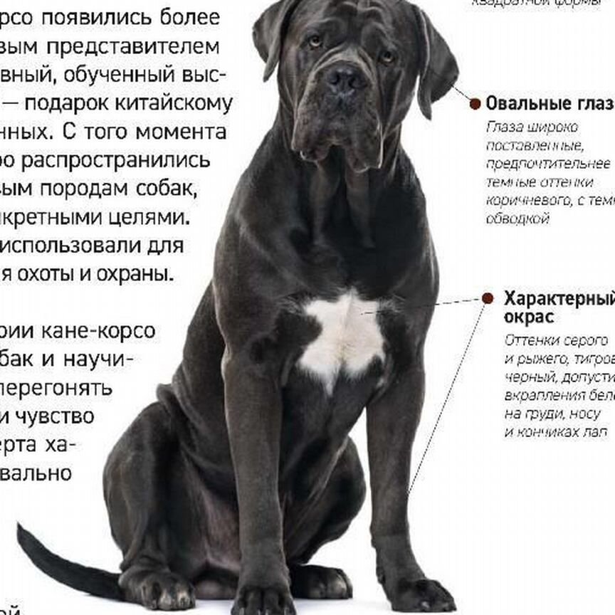 Кане-корсо, щенок