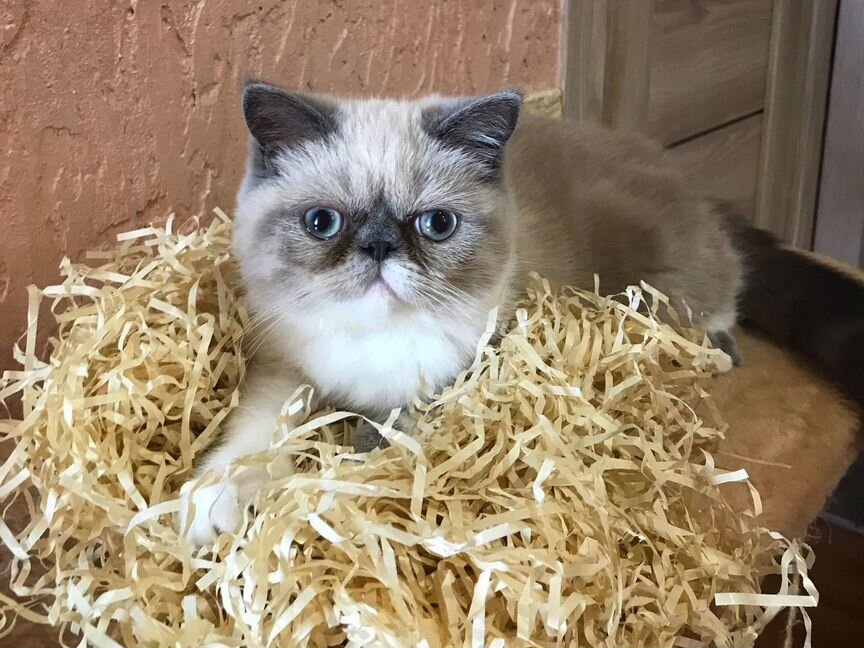 Экзотическая