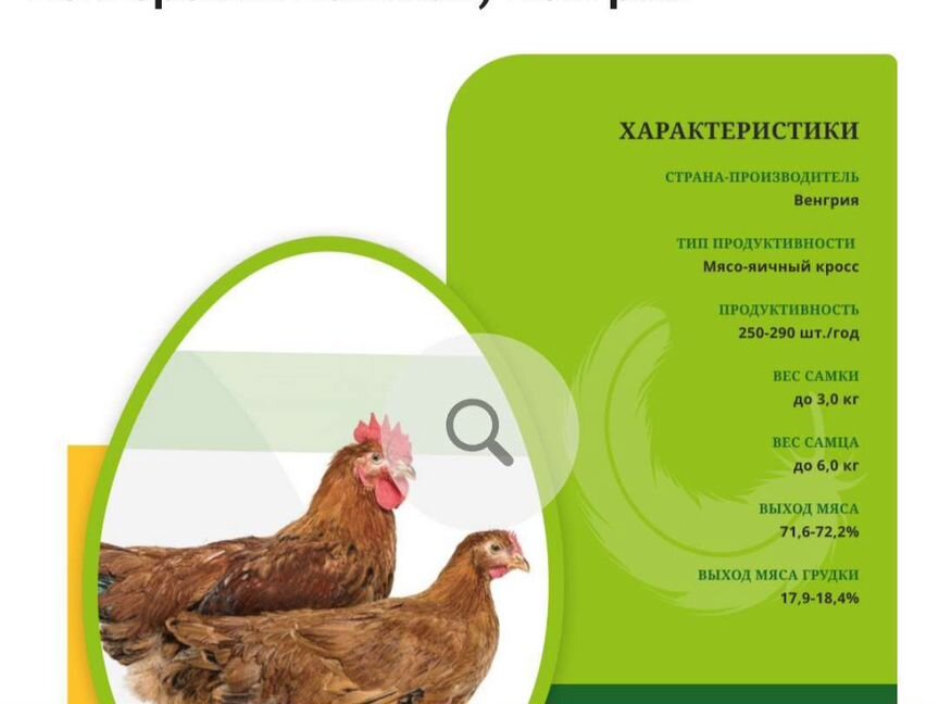 Суточные цыплята Венгерский Великан