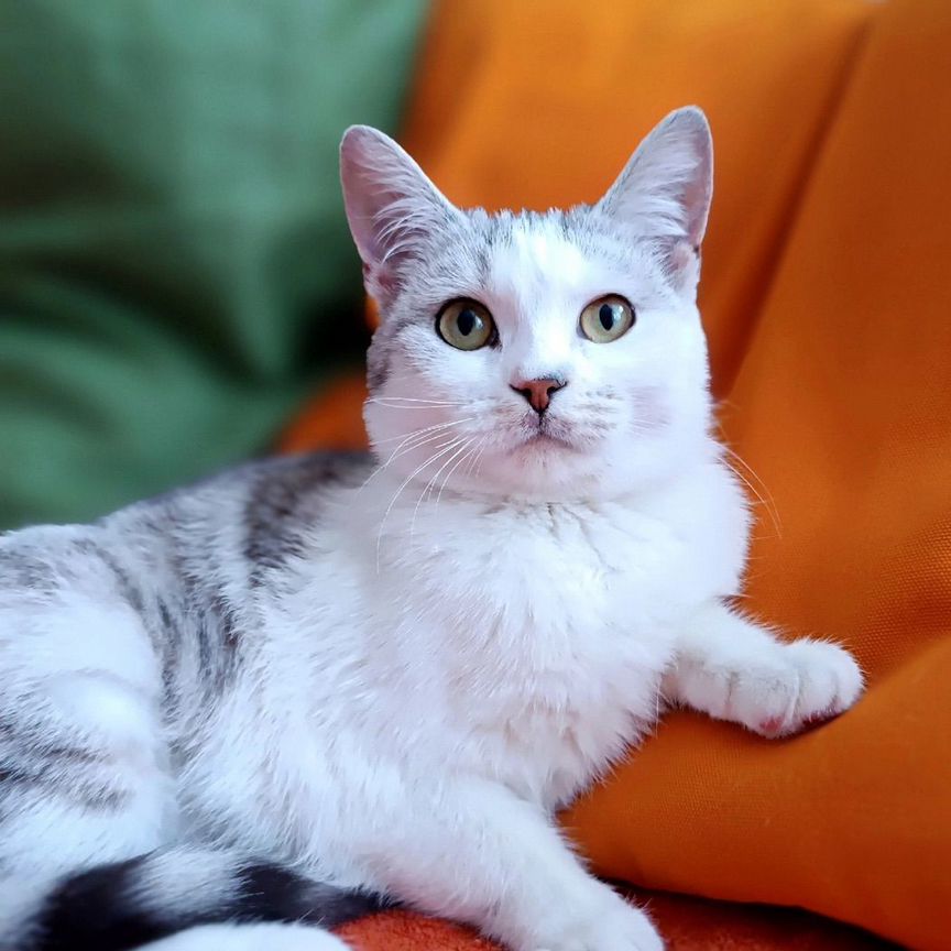 Котёнок Ева