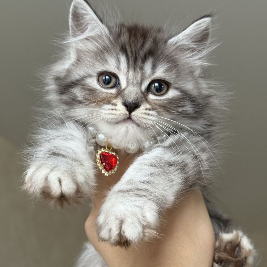 Шотландский прямоухий длинношёрстный котёнок