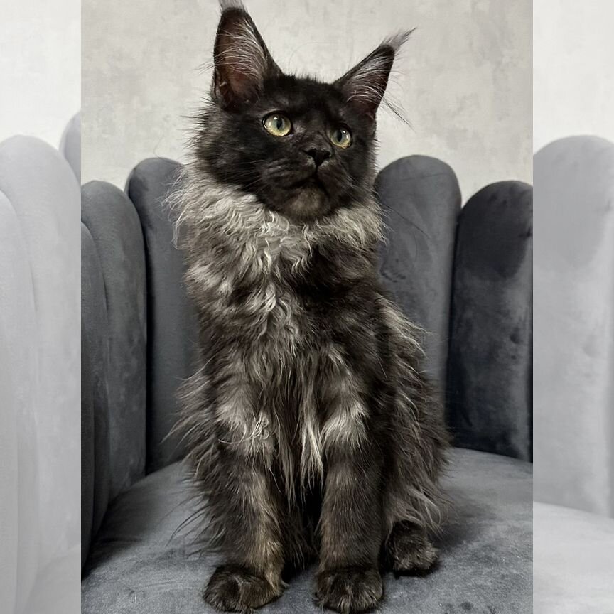 Мейн-кун котёнок