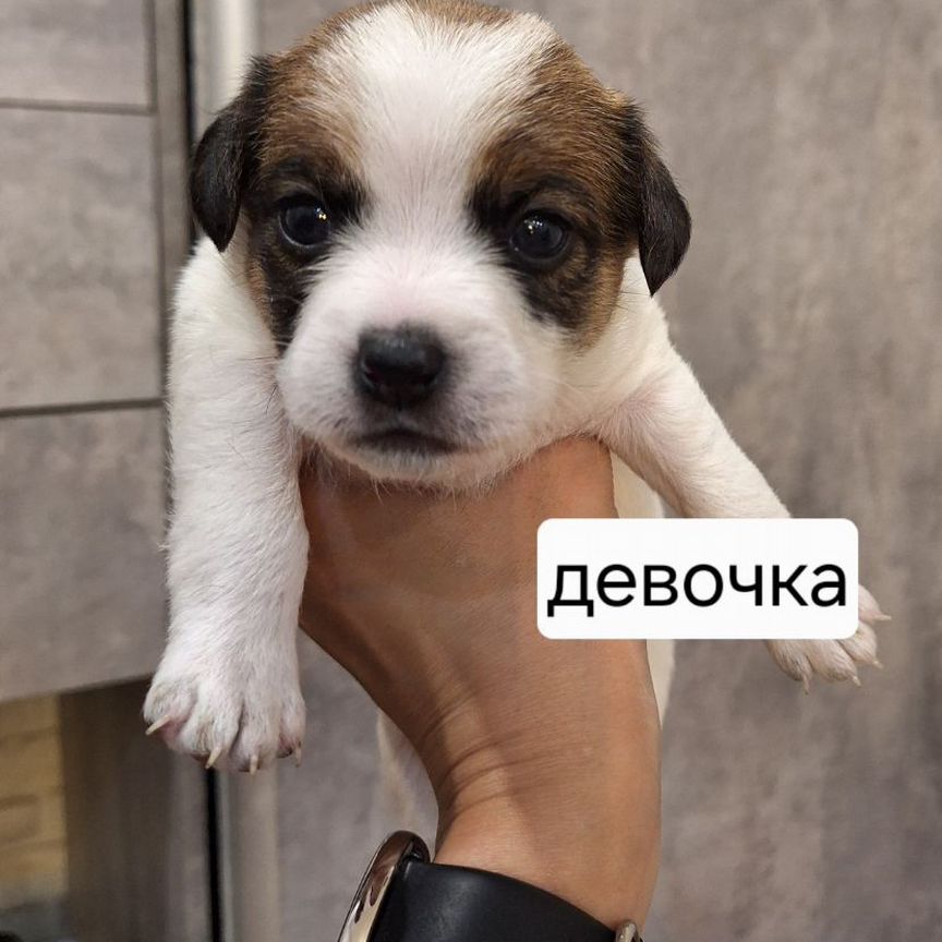 Джек-рассел-терьер, щенок