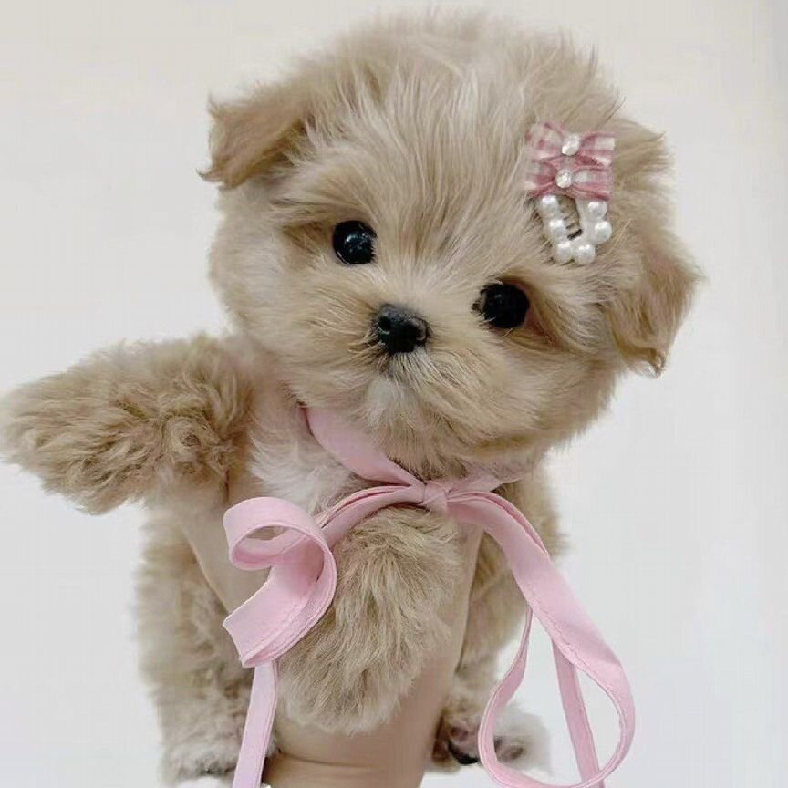 Мальтипу, щенок