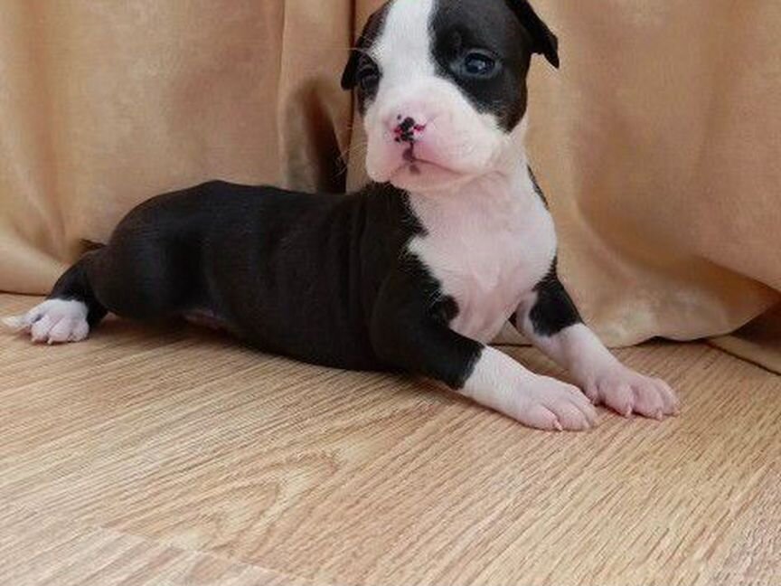 Девочка стаффордширского тертера