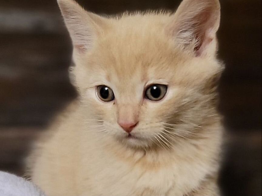 Котята мейн-кун