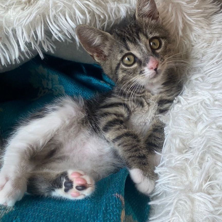 Котёнок в добрые руки