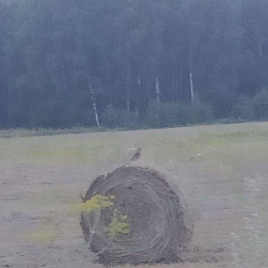 Сено